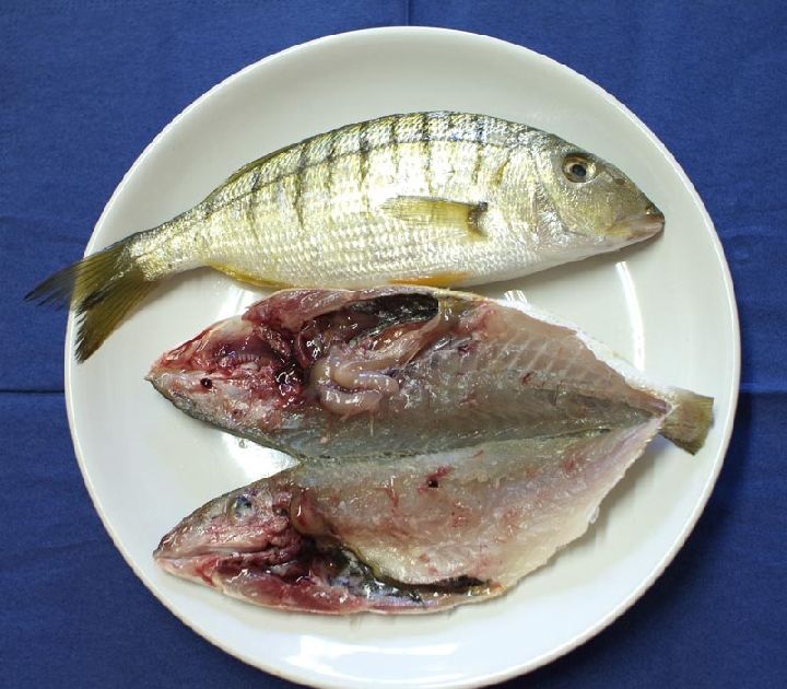 Magre- Características - Región de Murcia Digital